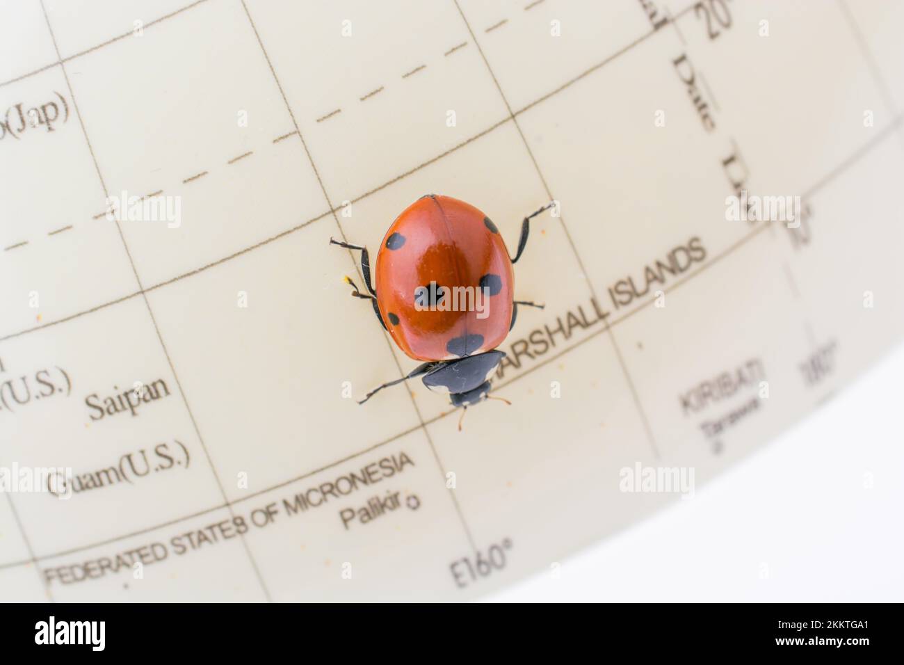 Ladybug walking on a little colorful model globe Stock Photo - Alamy