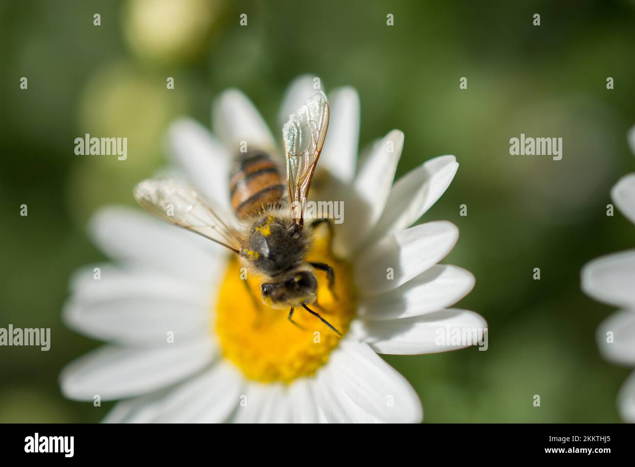 Beautiful colorful flowers bee on a sunny spring day Stock Photo - Alamy