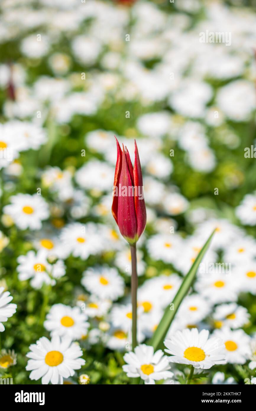 Single Tulip Flower Blooming in Spring Season Stock Photo - Alamy