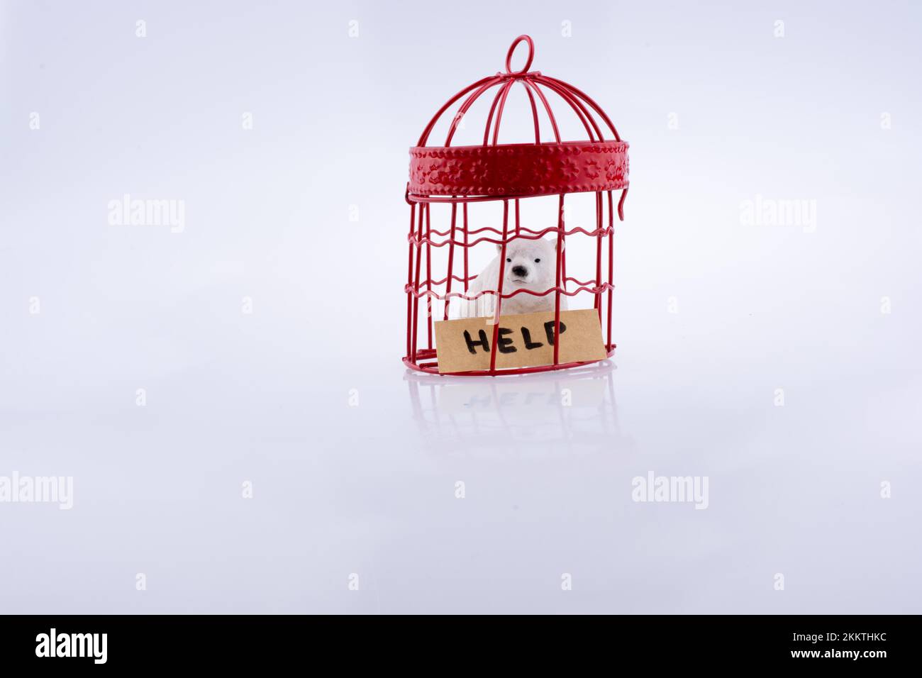 Polar bear captive in cage on white background Stock Photo - Alamy