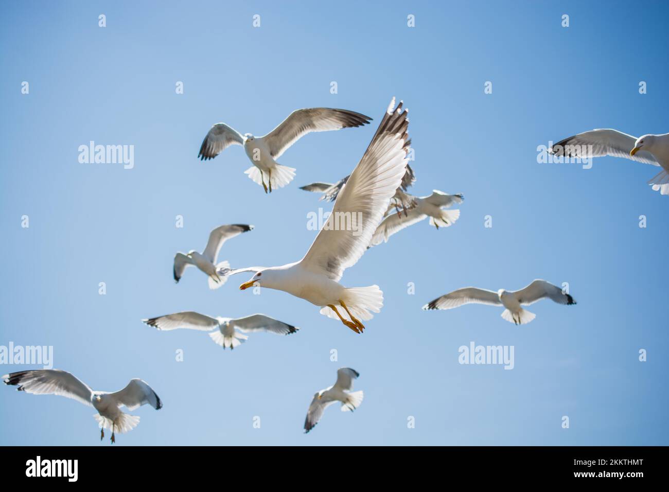 Flock of seagulls skying in the sky Stock Photo - Alamy