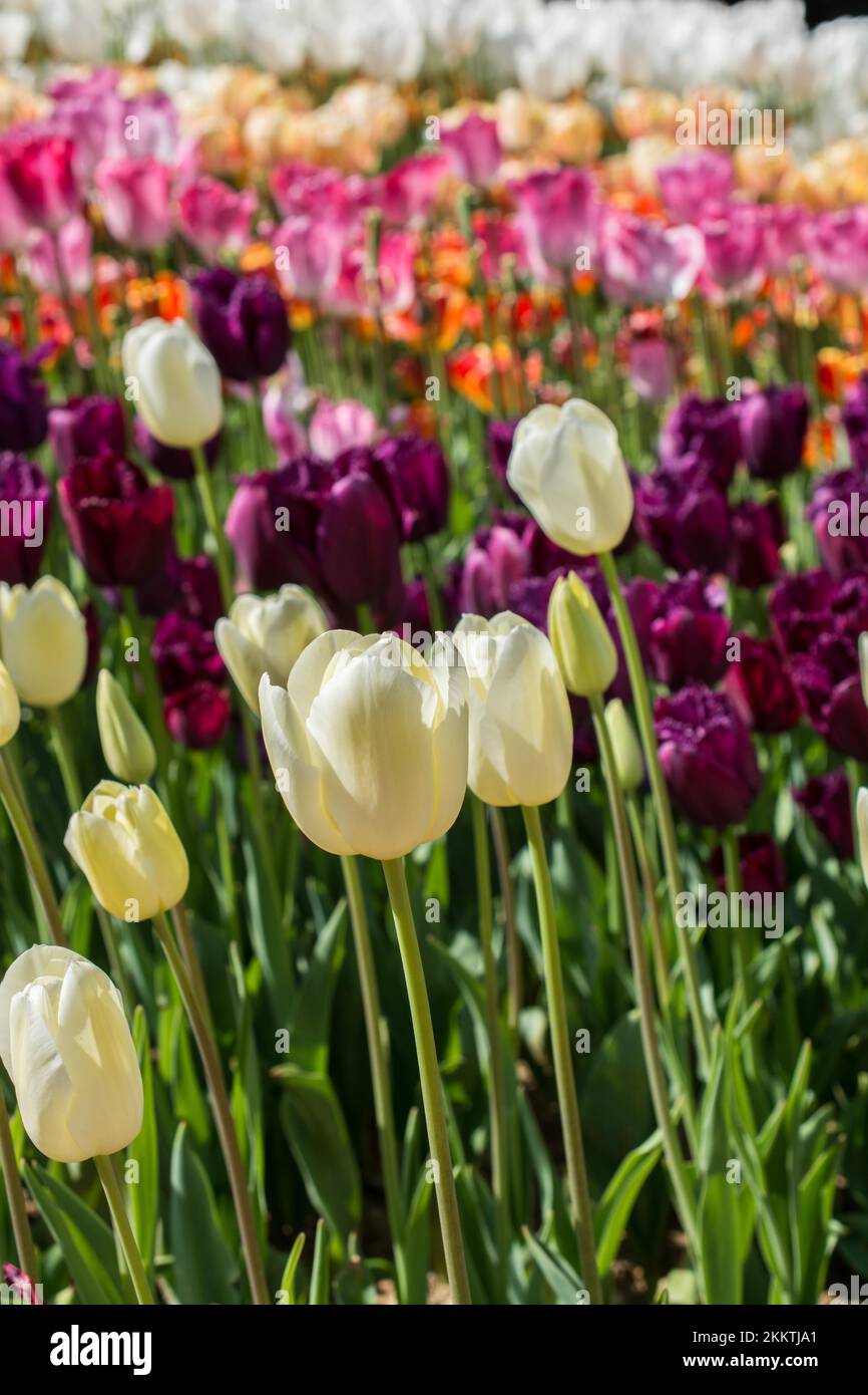 Garden with blooming tulip flowers in spring garden Stock Photo - Alamy