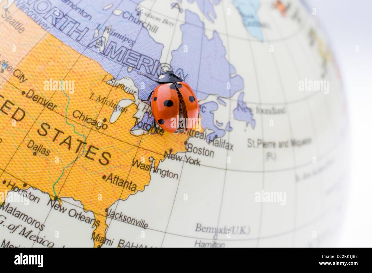 Ladybug walking on a little colorful model globe Stock Photo - Alamy