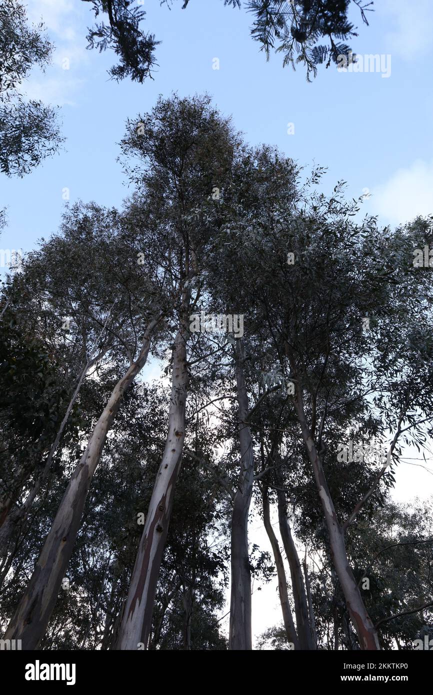 Eucalyptus trees sky view from hi-res stock photography and images - Alamy