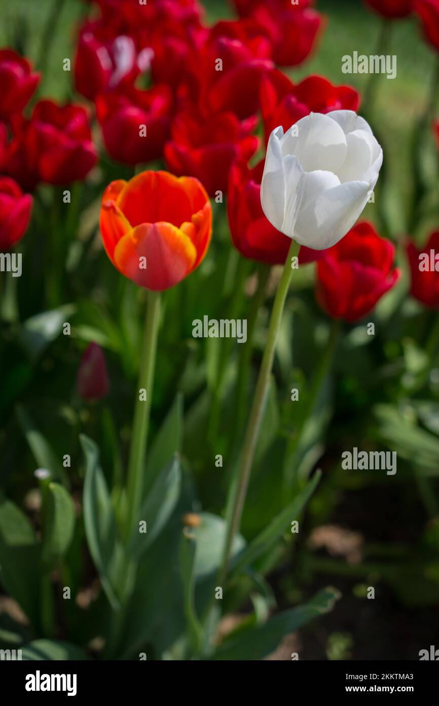Beautiful tulips flower for postcard beauty concept design Stock Photo ...