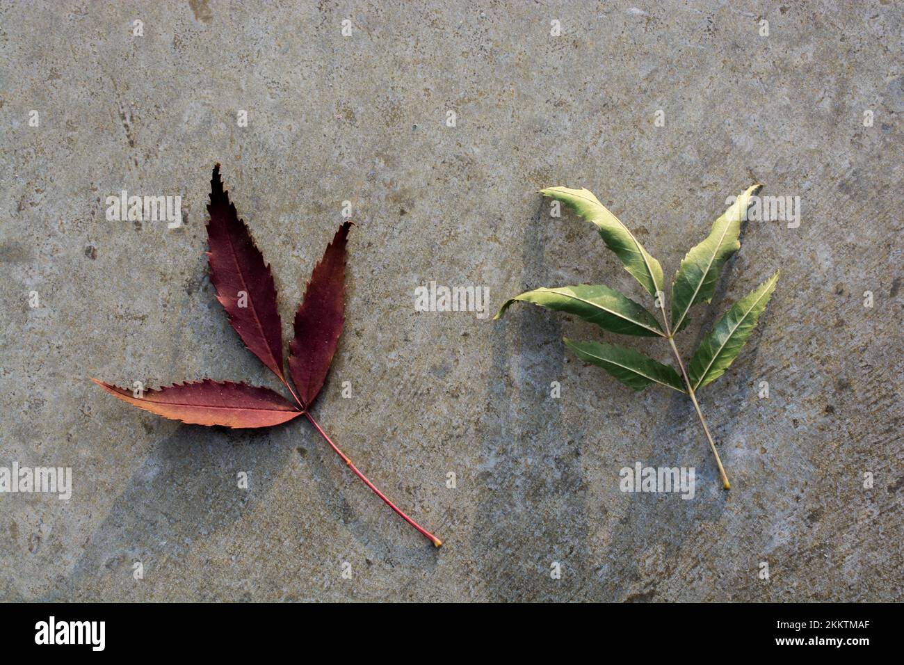 Dry tree leaf as an Autumn background Stock Photo - Alamy