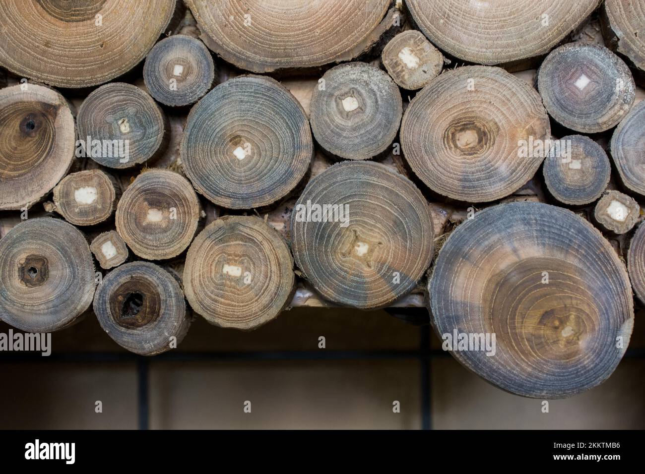 Wood Log cut in round thin pieces in view Stock Photo - Alamy