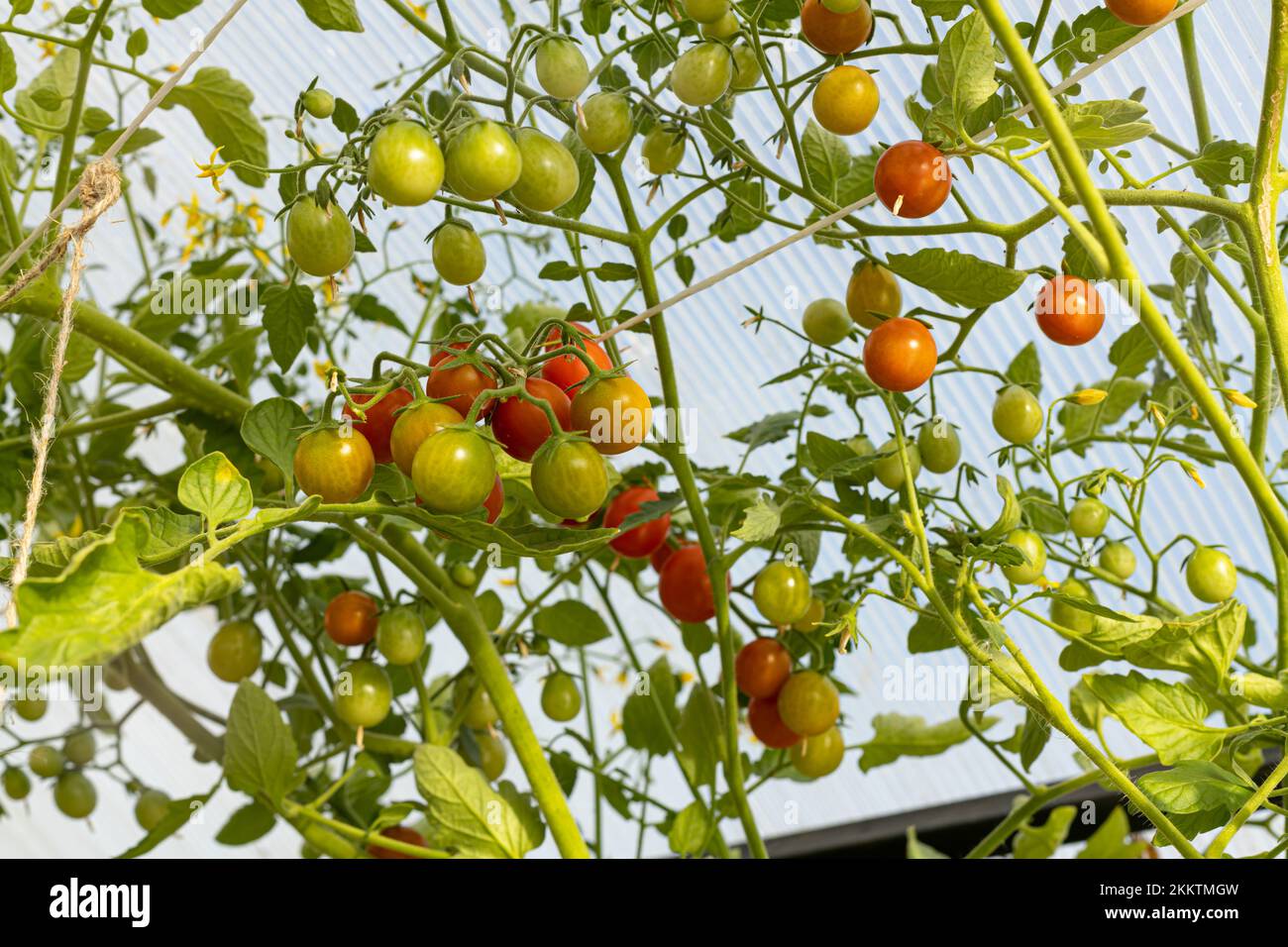 Beautiful red ripe cherry tomatoes grown in a greenhouse Stock Photo ...