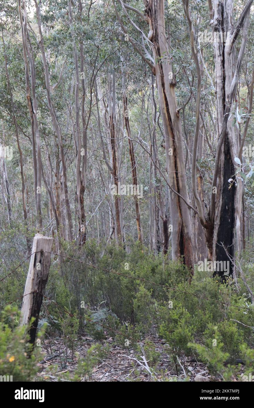 Tasmanian Bushland. Eucalyptus Trees Stock Photo - Alamy