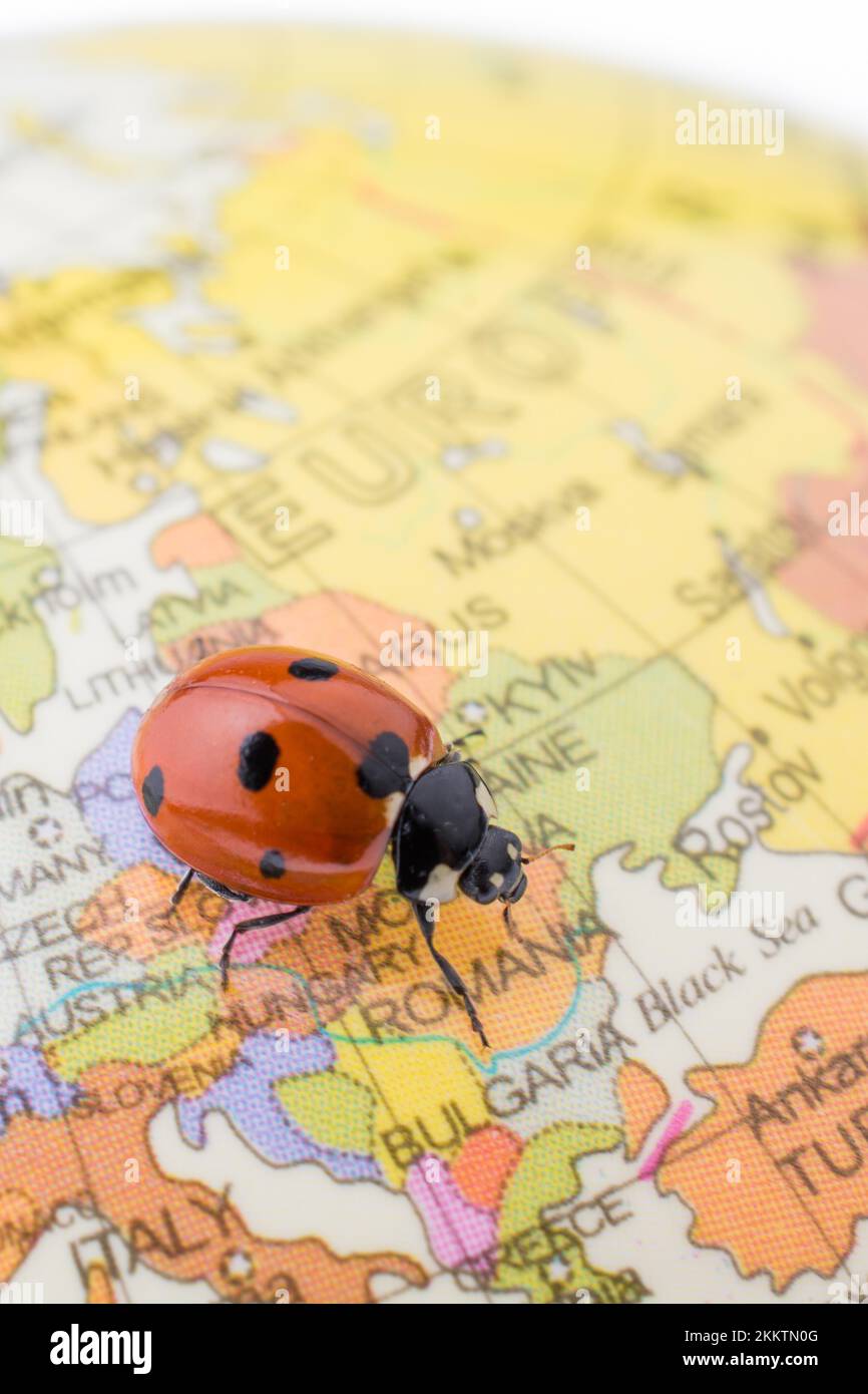 Ladybug walking on a little colorful model globe Stock Photo - Alamy
