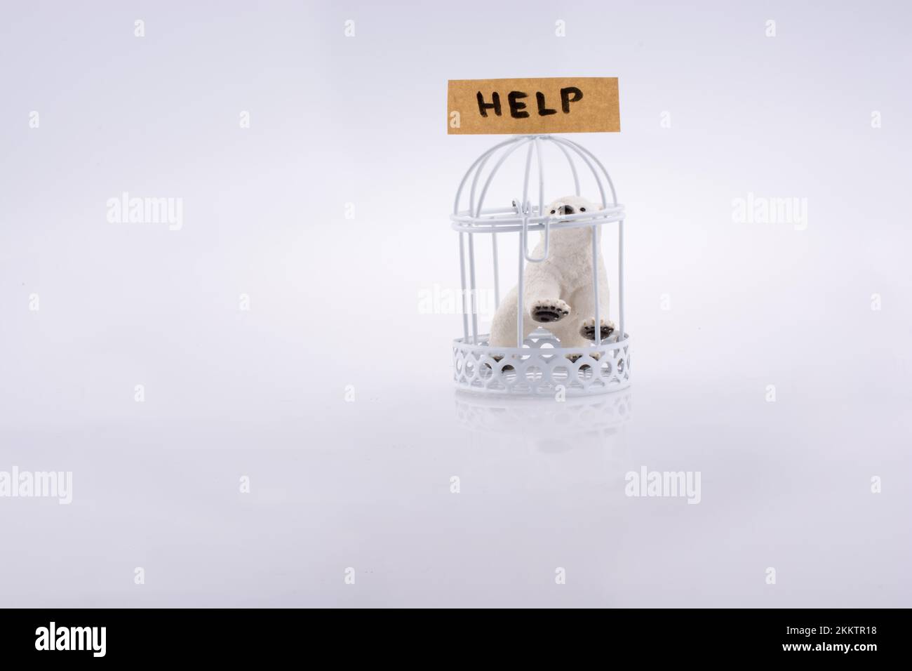 Polar bear captive in cage on white background Stock Photo - Alamy