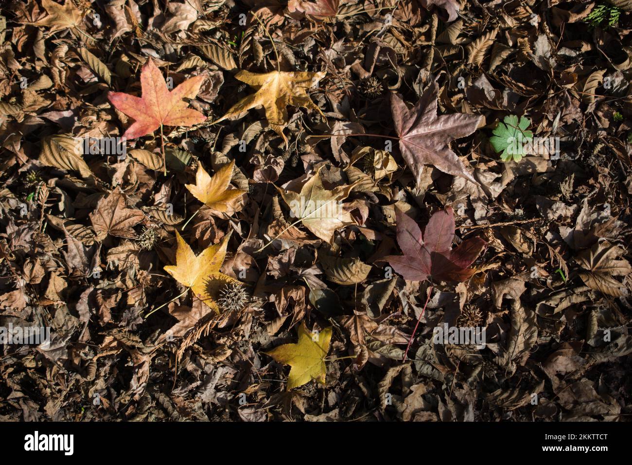 Texture background of autumn season with leaves Stock Photo - Alamy