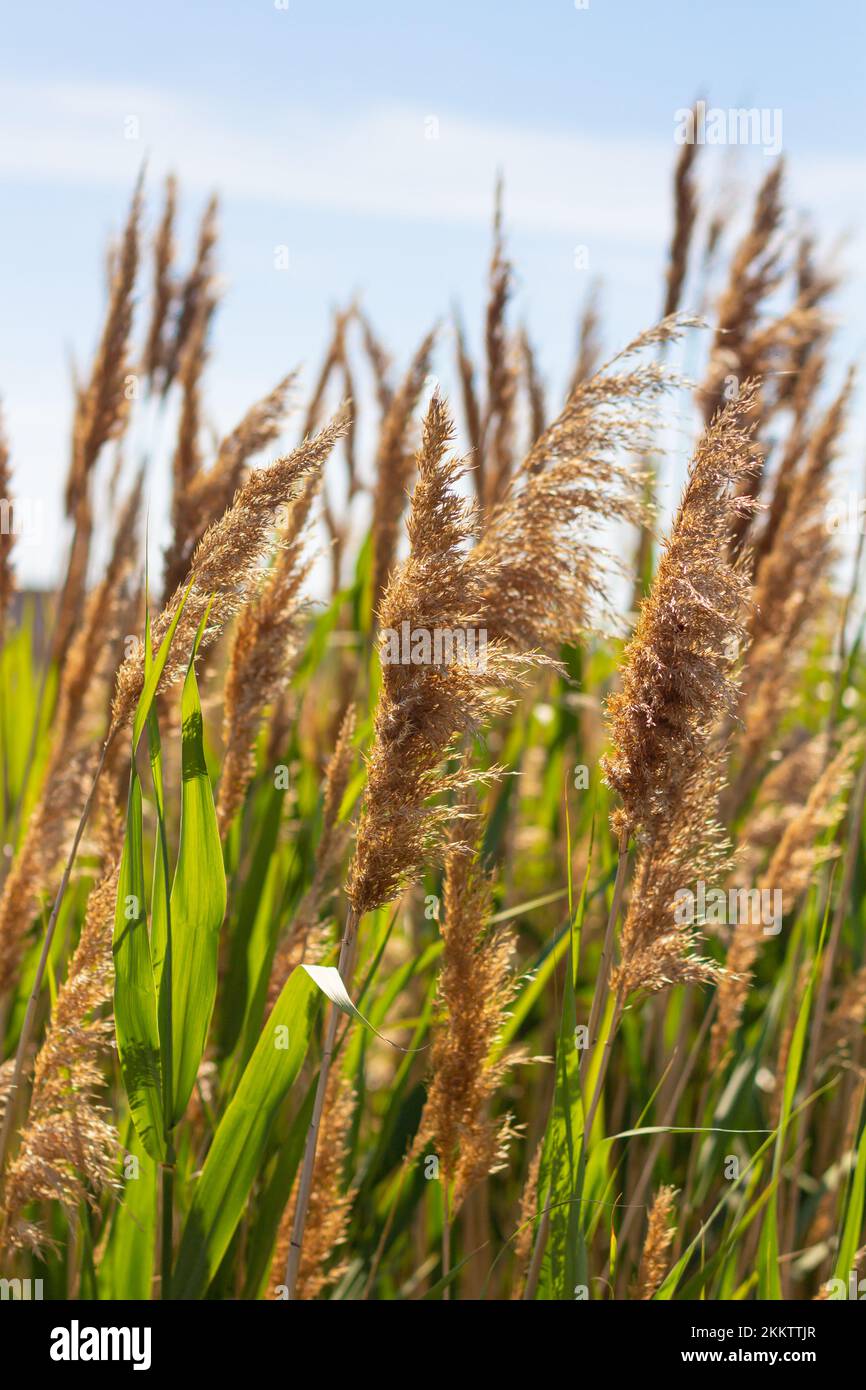 Reed dry hi-res stock photography and images - Alamy