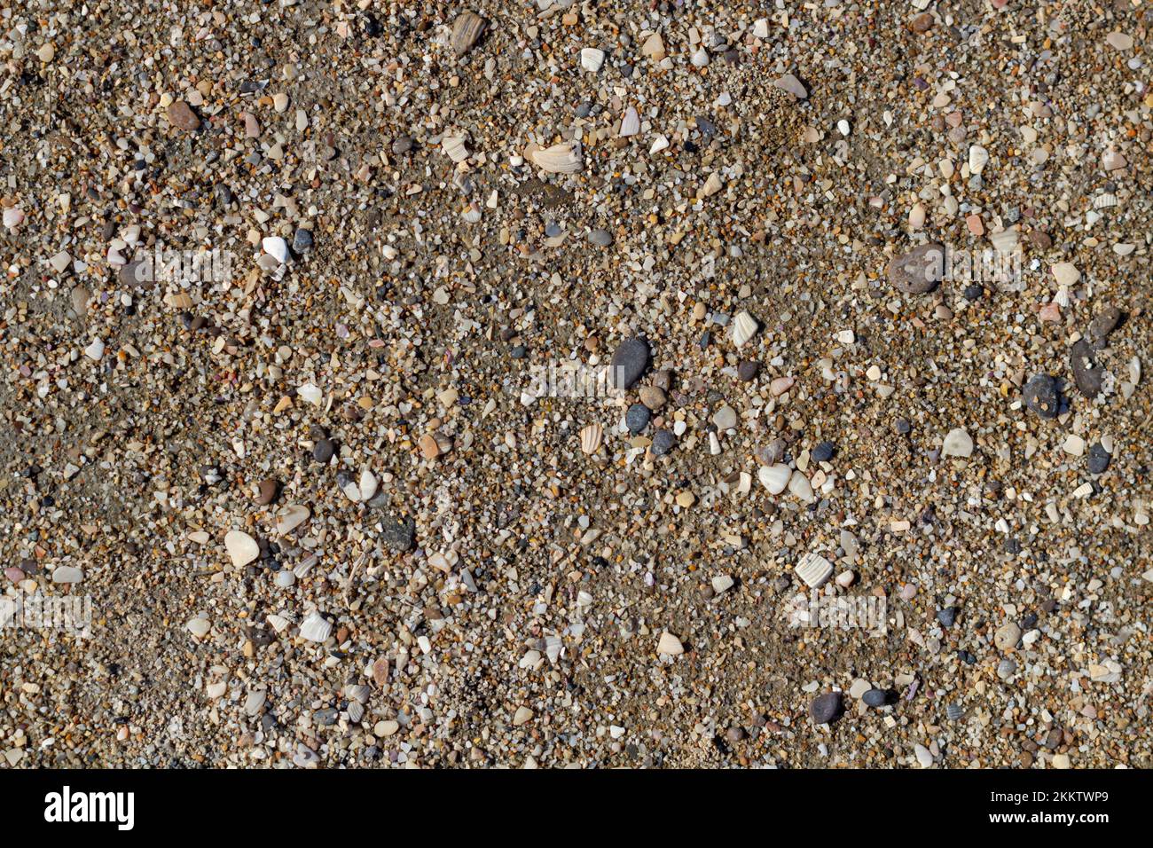 Dutch beach with many beautiful shells on sea pebbles. textured ...
