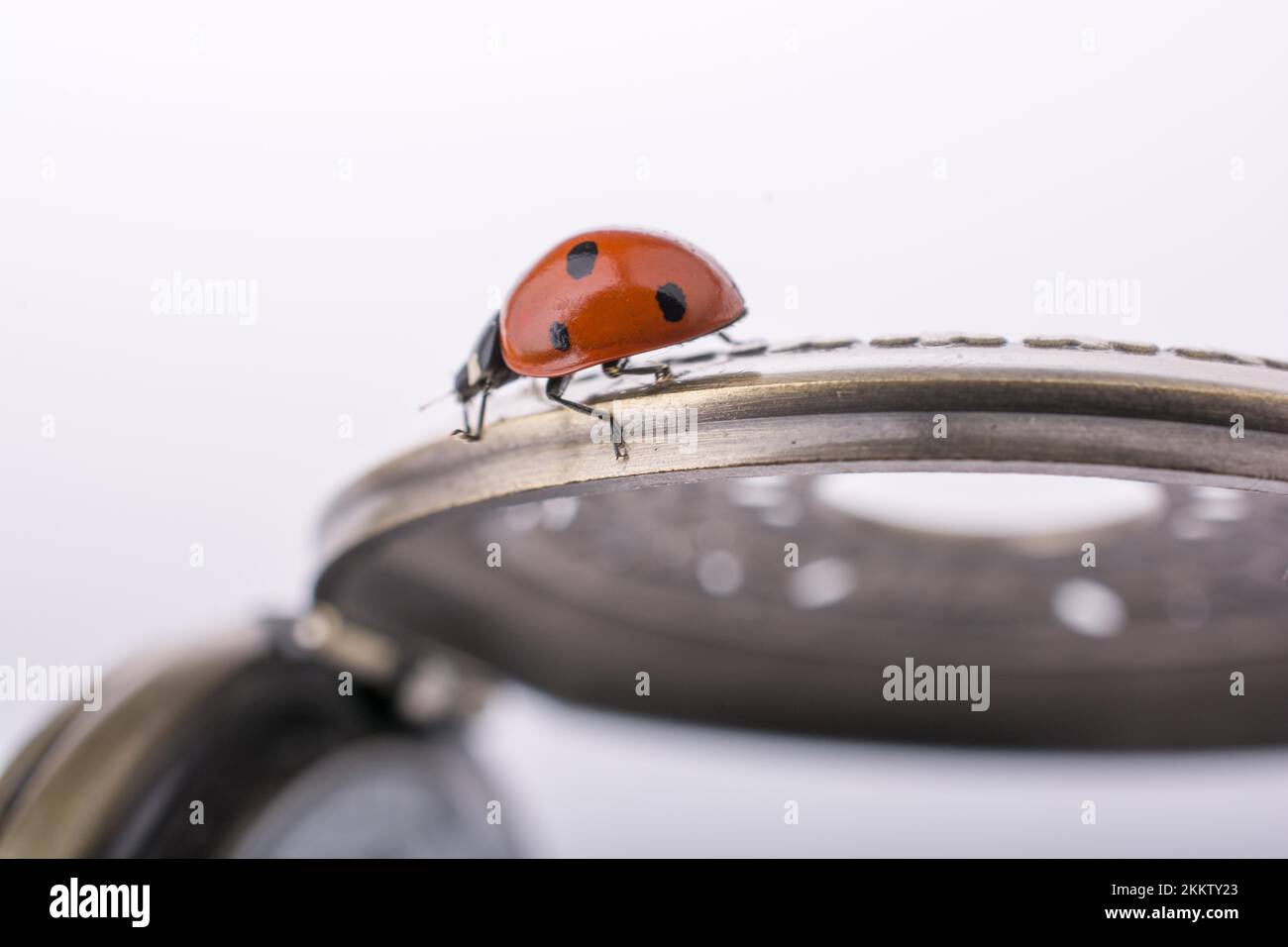Beautiful photo of red ladybug walking around objects Stock Photo - Alamy