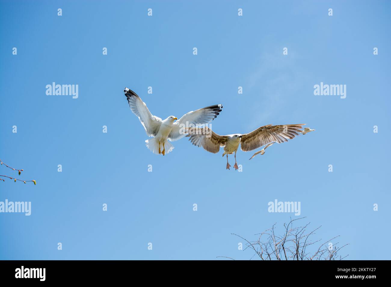 Two seagulls flying in a sky as a background Stock Photo - Alamy