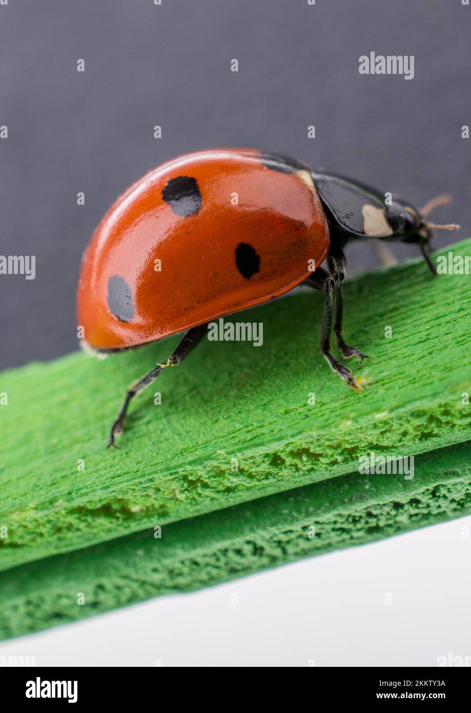Beautiful photo of red ladybug walking around objects Stock Photo - Alamy