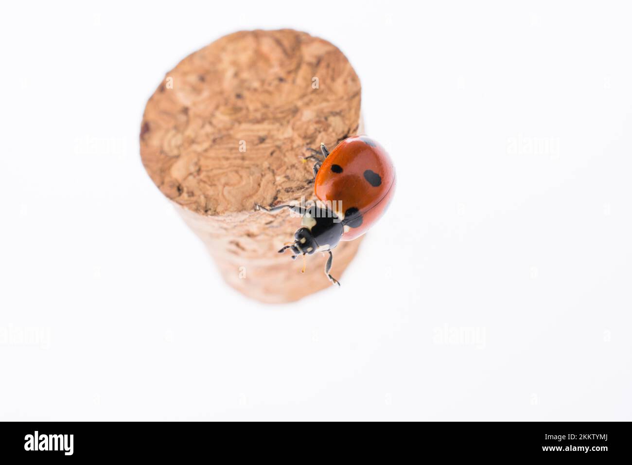 Beautiful photo of red ladybug walking on a Stock Photo - Alamy