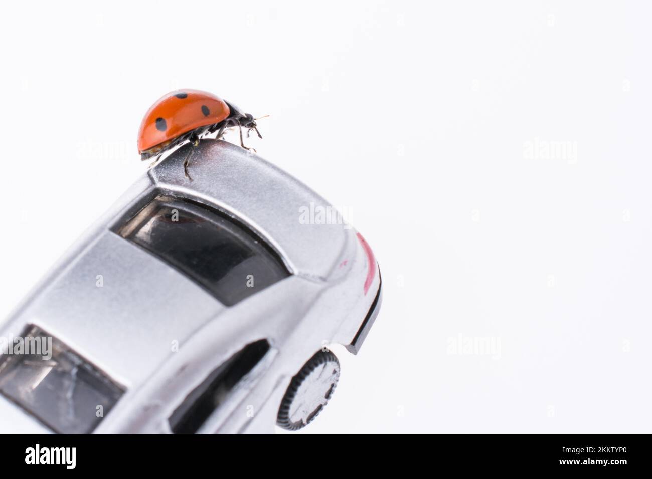 Beautiful photo of red ladybug walking on a model car Stock Photo - Alamy