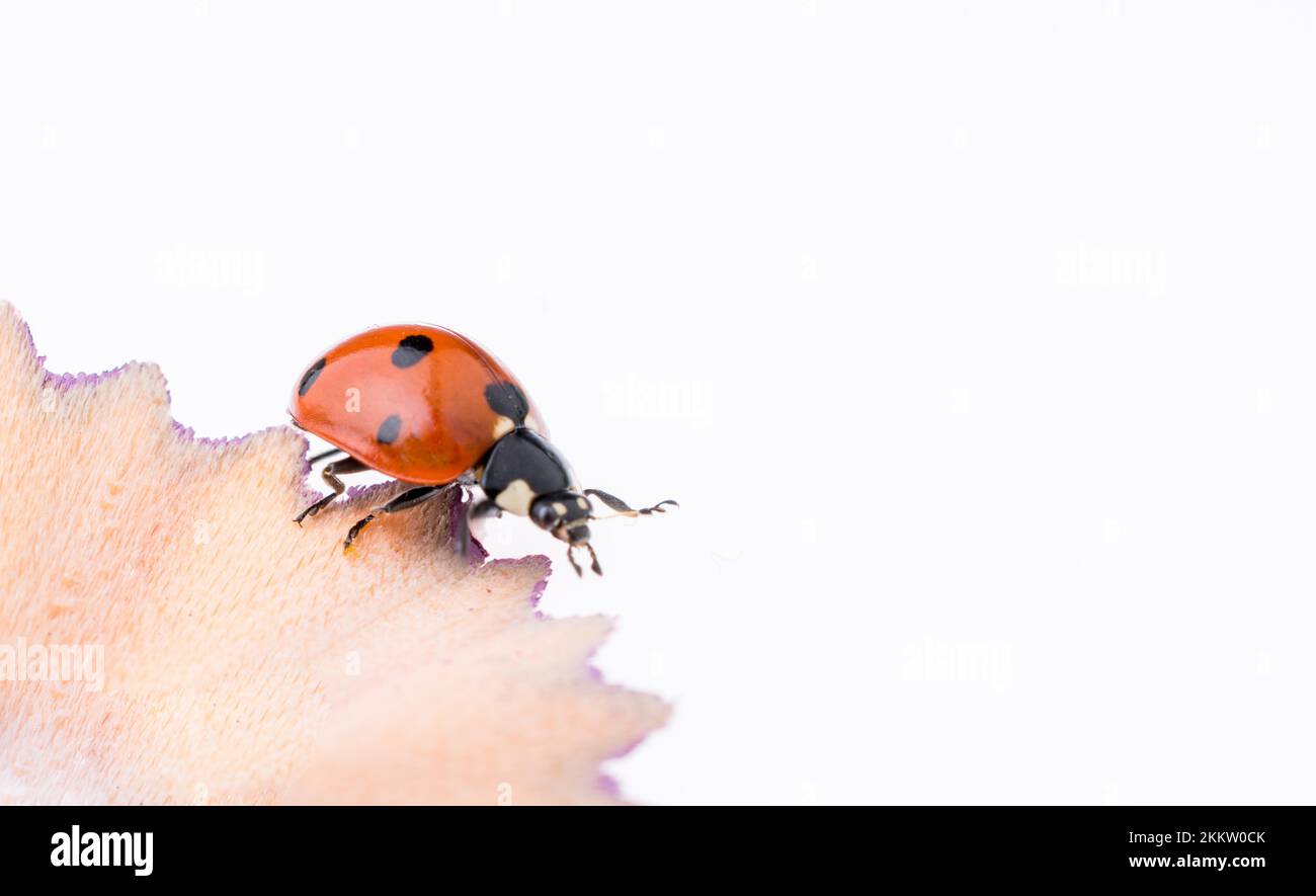 Red ladybug walking on a Color pencil shavings Stock Photo - Alamy