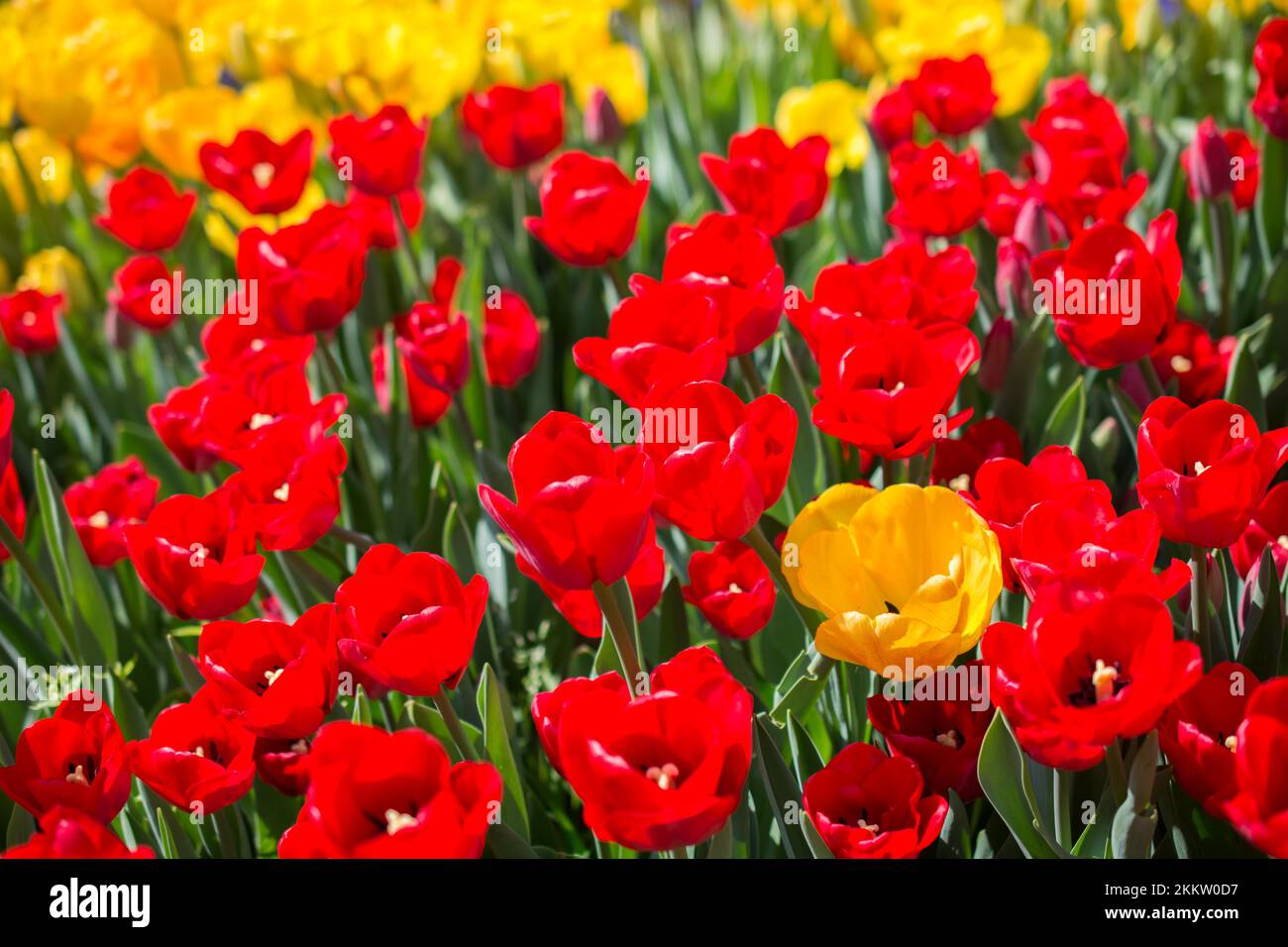 Red color tulip flowers bloom in the garden Stock Photo - Alamy