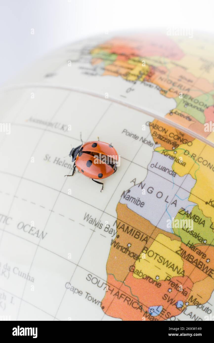 Ladybug walking on a little colorful model globe Stock Photo - Alamy