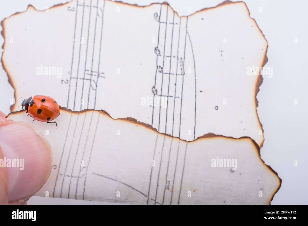 Ladybug walking on burnt paper with musical notes Stock Photo - Alamy