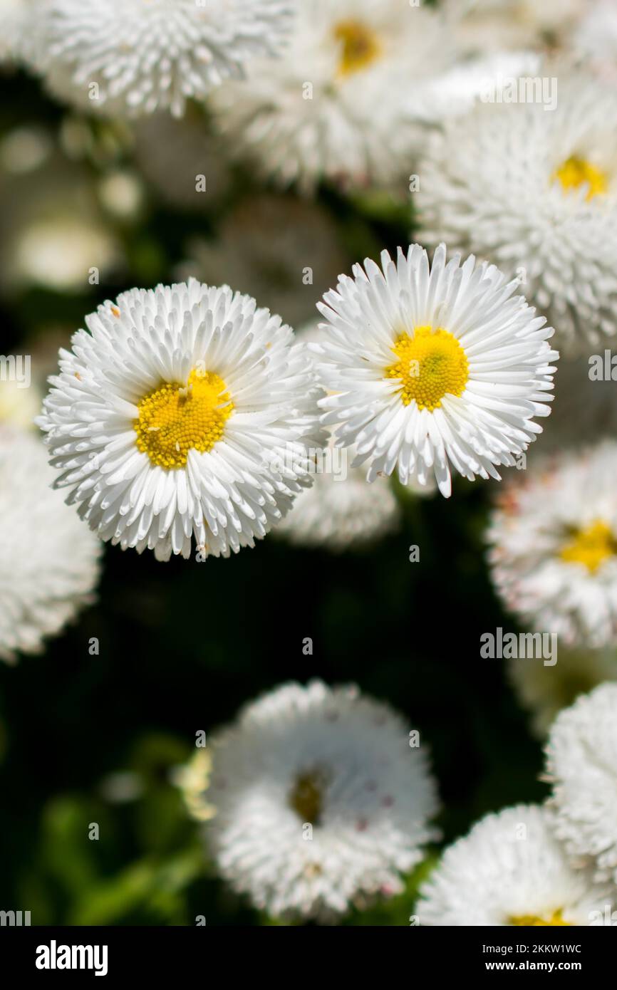 Blooming spring flowers as a colorful background Stock Photo - Alamy