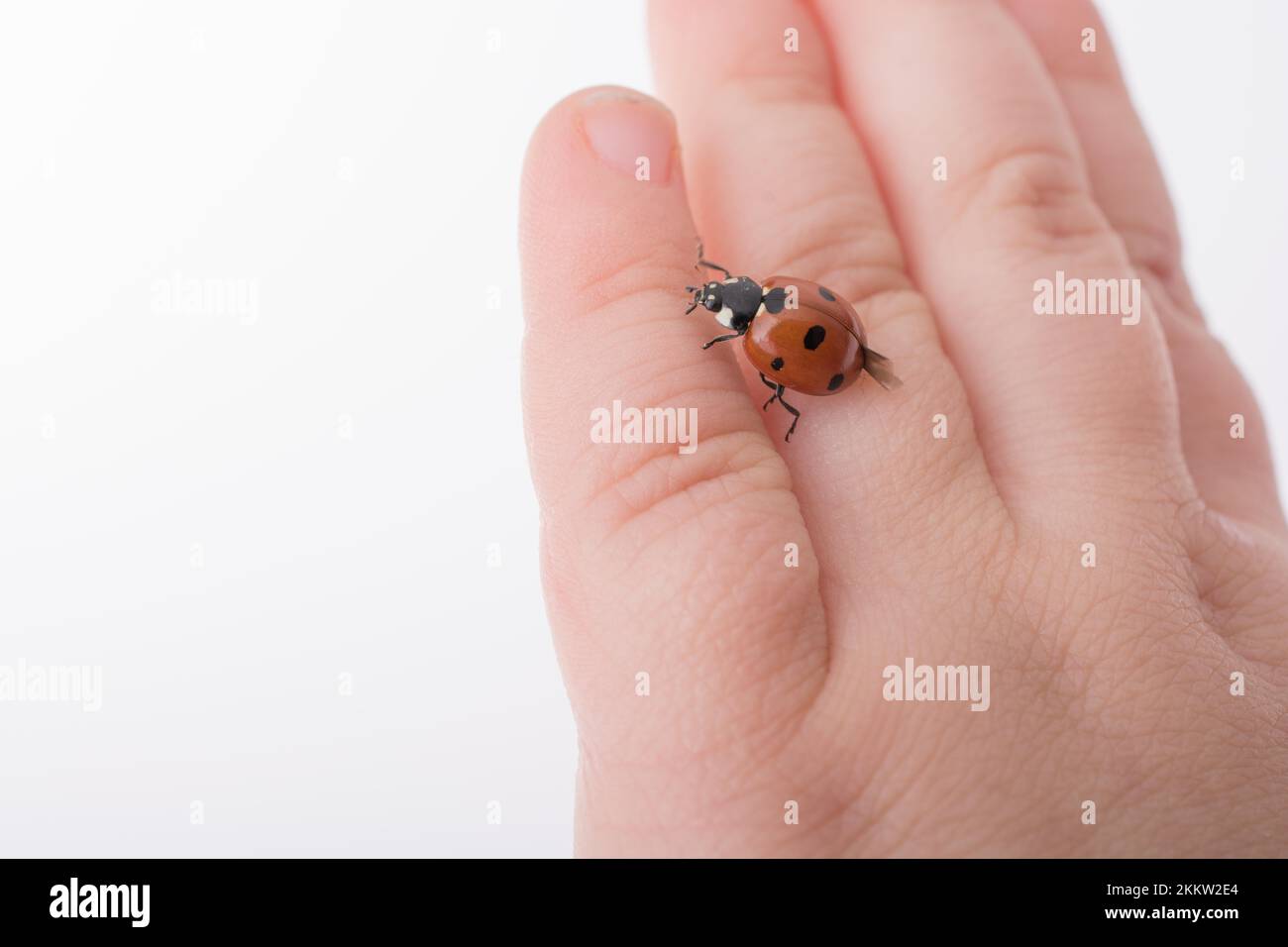 Beautiful photo of red ladybug walking on a child hand Stock Photo - Alamy