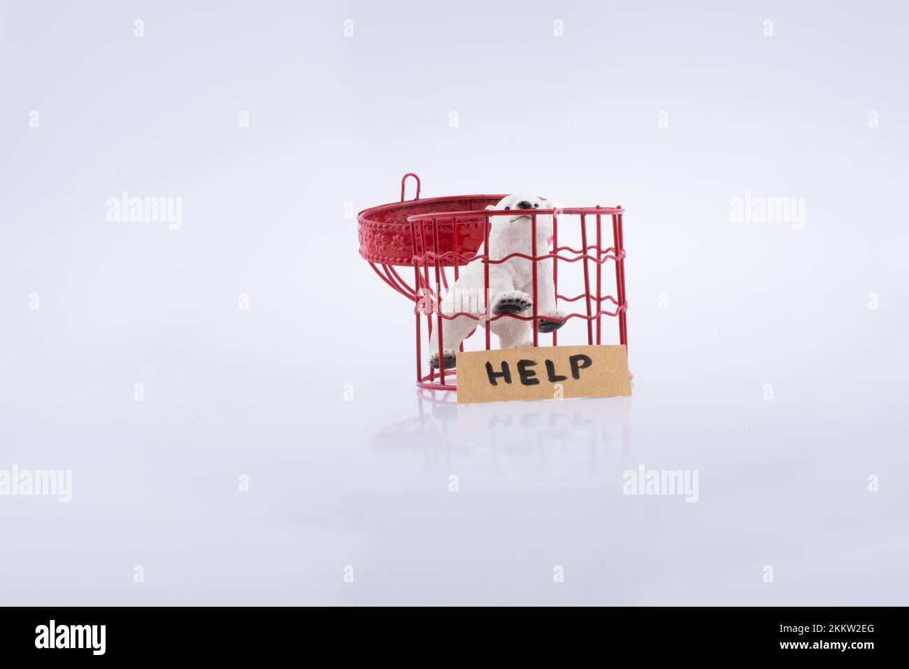 Captive Polar bear asking for help on white background Stock Photo - Alamy