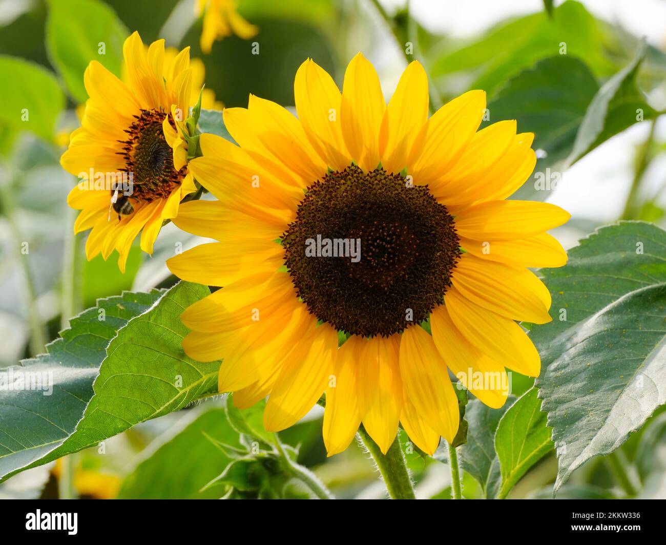 Flowering sunflower (Helianthus), Brandenburg, Germany, Europe Stock ...