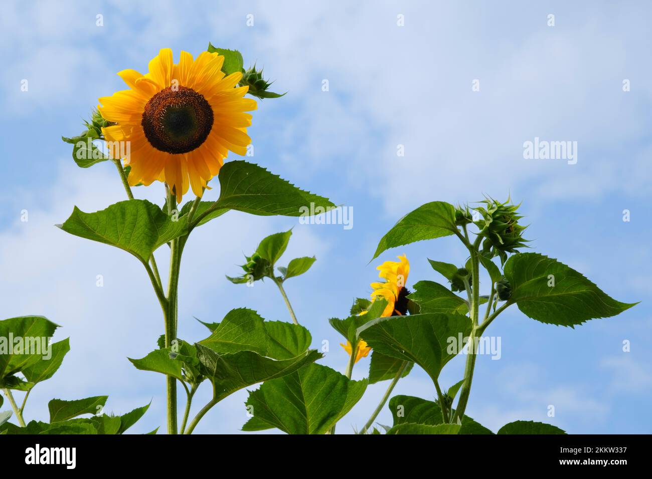 Flowering sunflower (Helianthus), Brandenburg, Germany, Europe Stock ...
