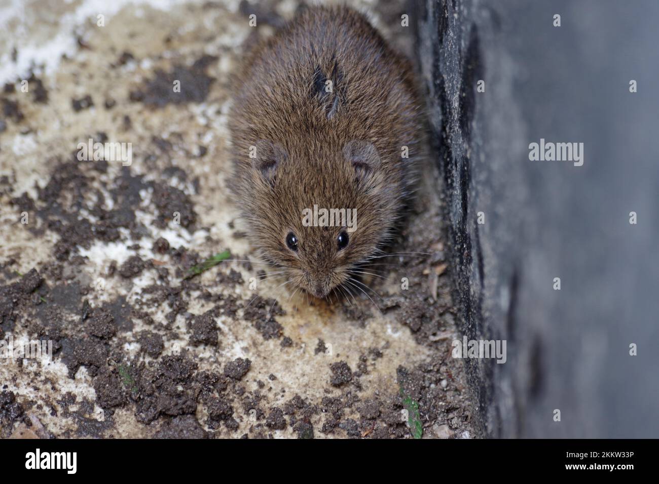 Close-up, vole (Arvicolinae), has fallen into a cellar shaft Stock ...