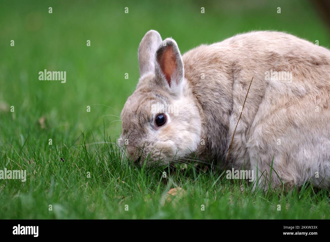 Close-up, domestic rabbit (Oryctolagus cuniculus forma domestica ...