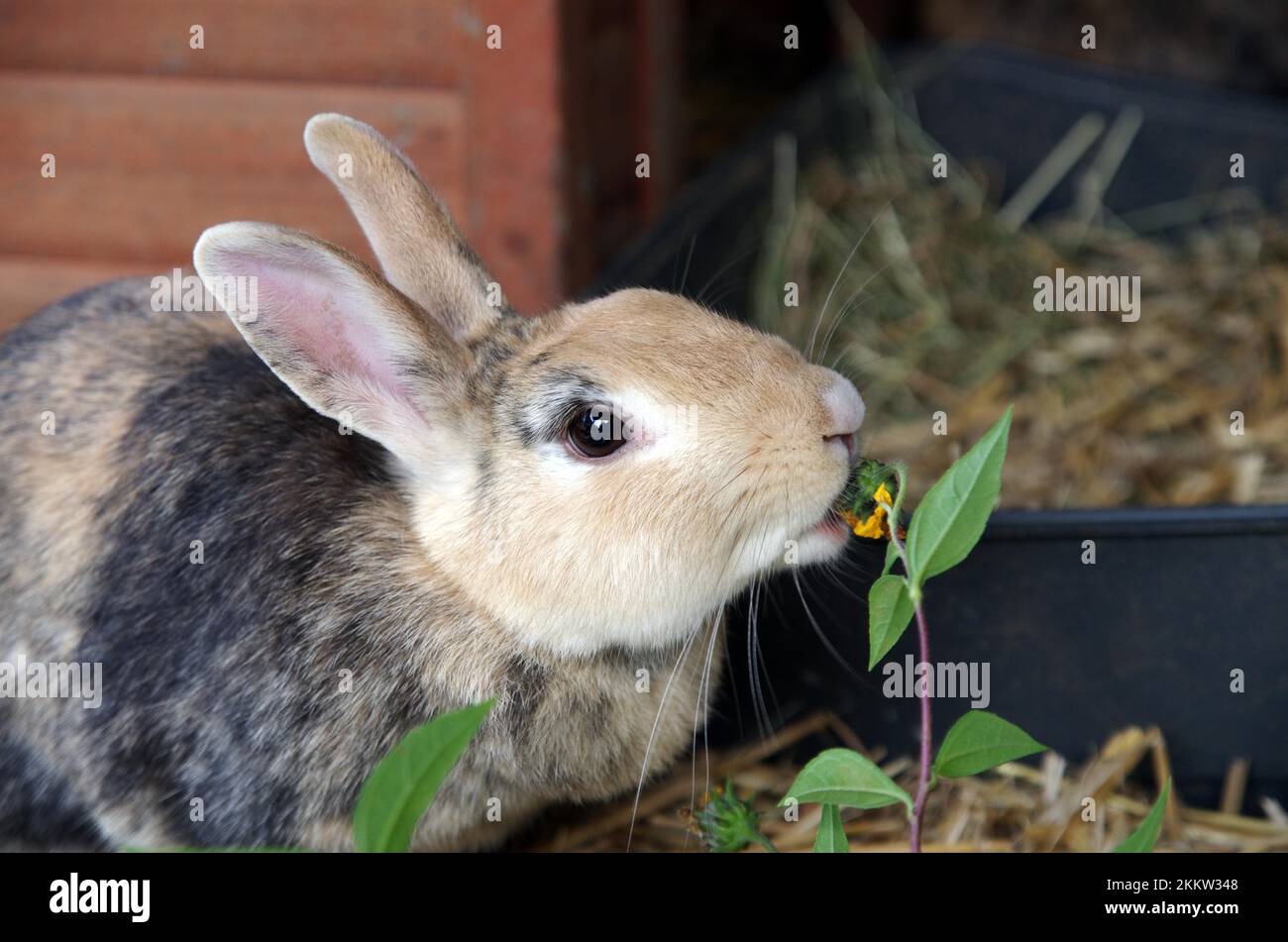 Close-up, domestic rabbit (Oryctolagus cuniculus forma domestica ...