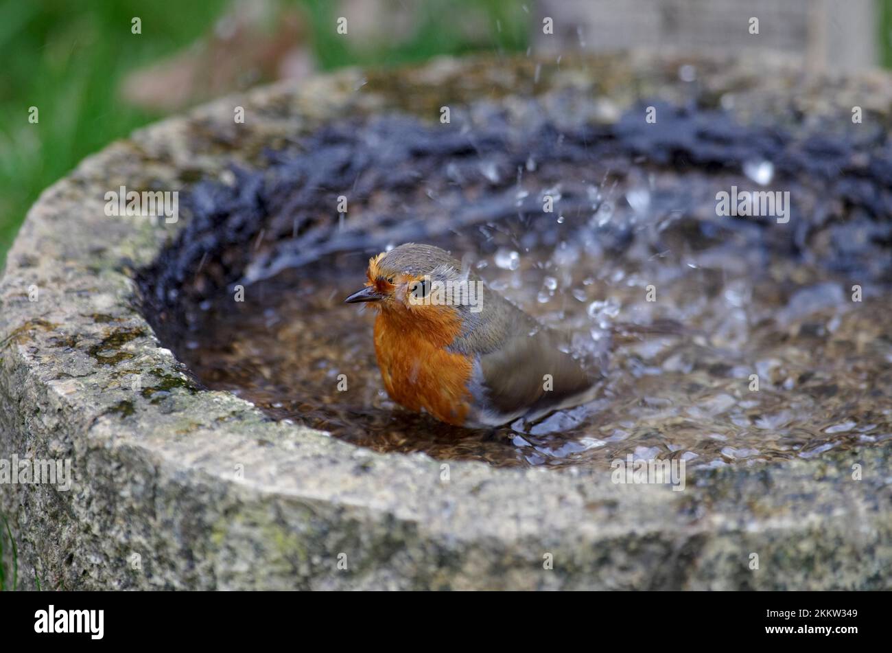 Close-up, european robin (Erithacus rubecula), bird bath, the songbird ...