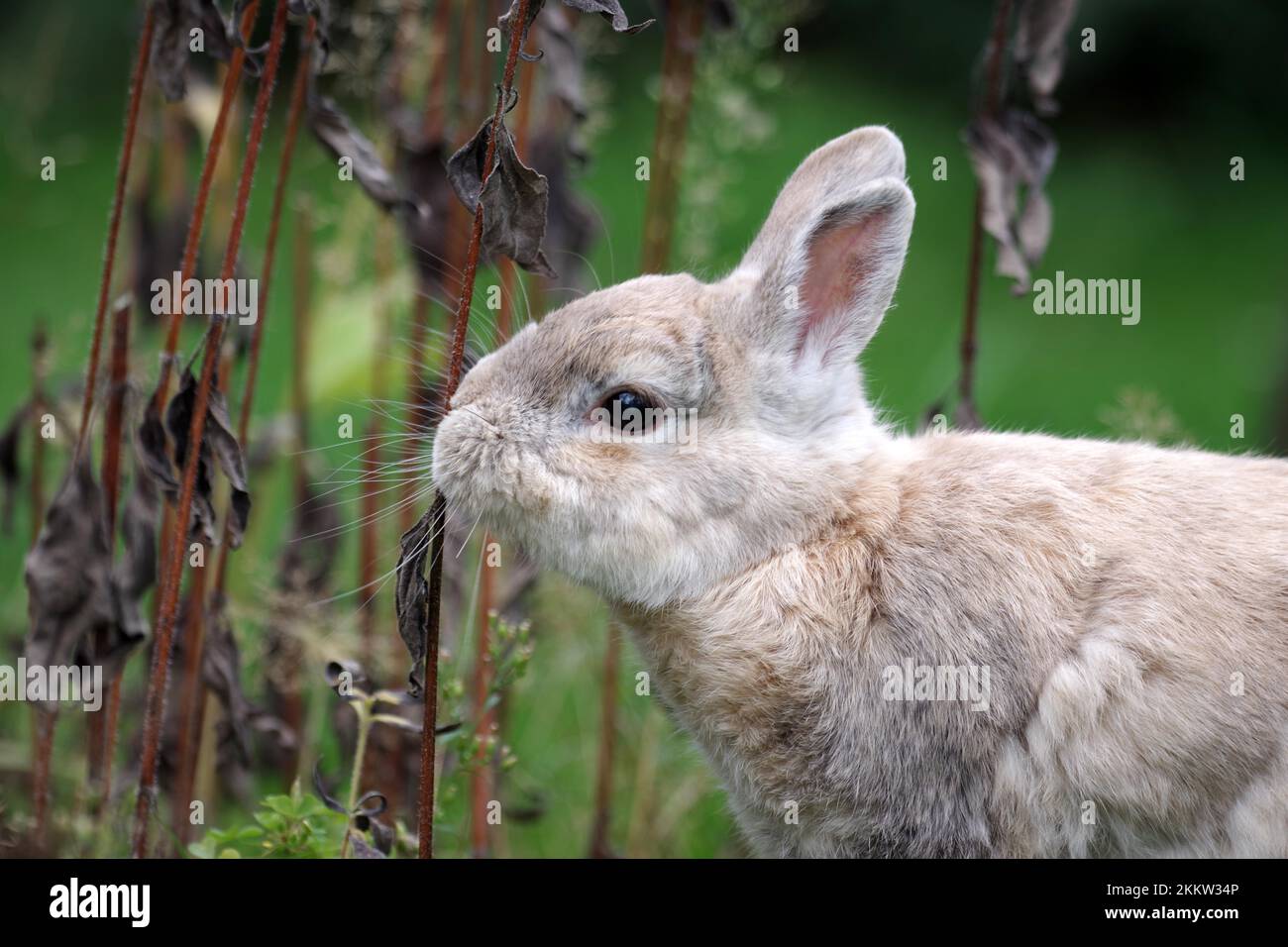 Close-up, domestic rabbit (Oryctolagus cuniculus forma domestica ...