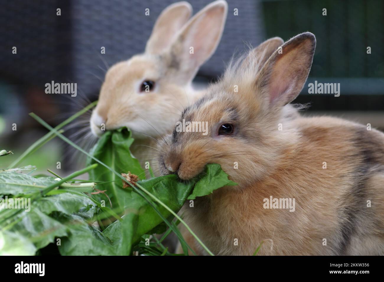 Close-up, domestic rabbit (Oryctolagus cuniculus forma domestica), two ...