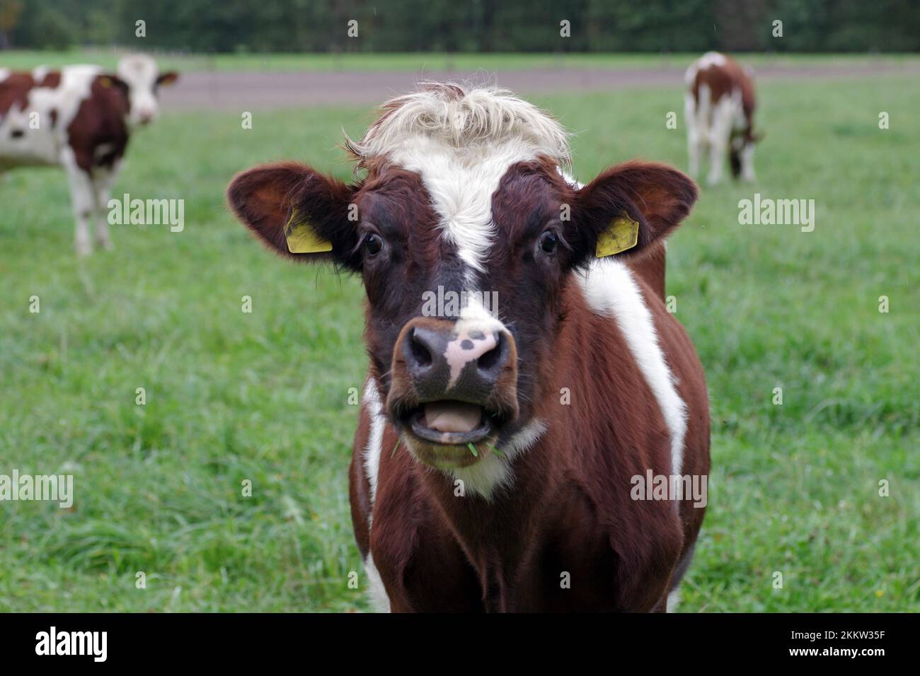 Domestic cattle (Bos taurus), portrait of a red spotted cow at pasture ...