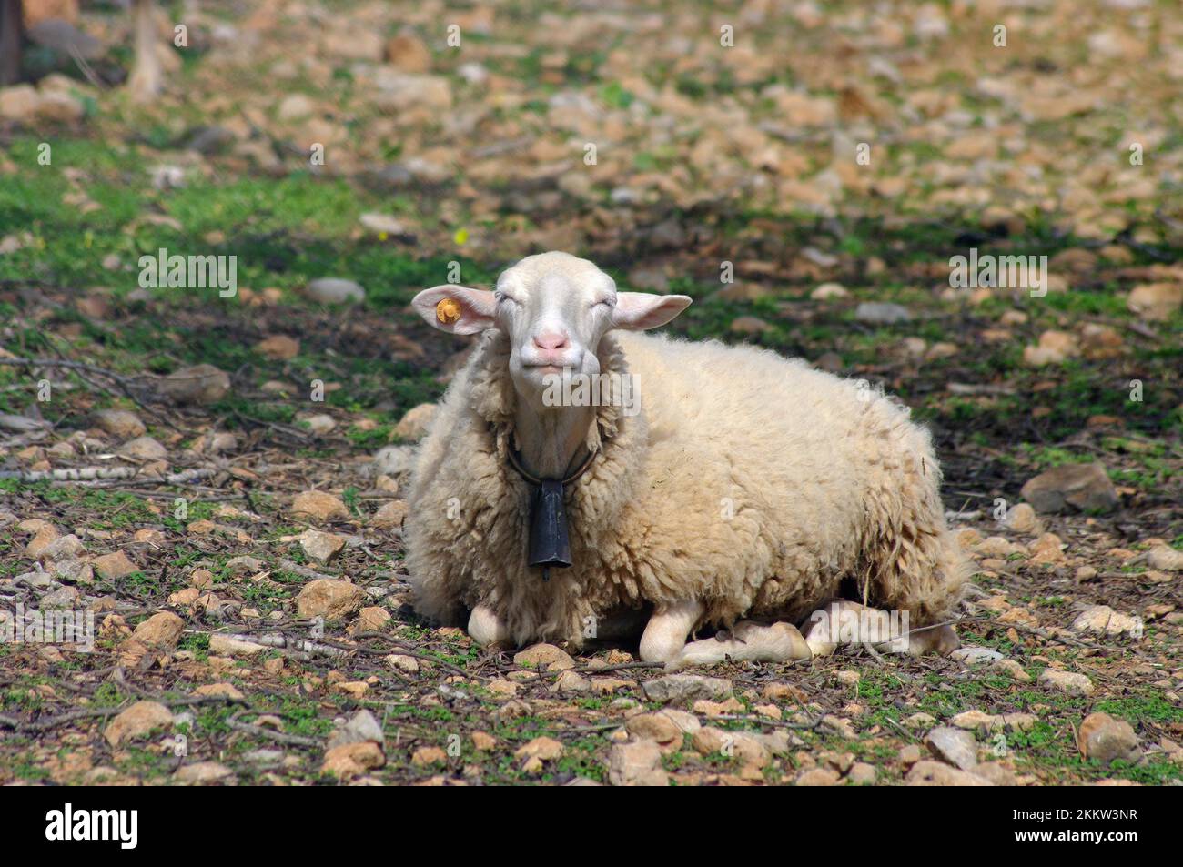 Domestic sheep (Ovis gmelini aries), lying, Majorca, Spain, a sheep ...