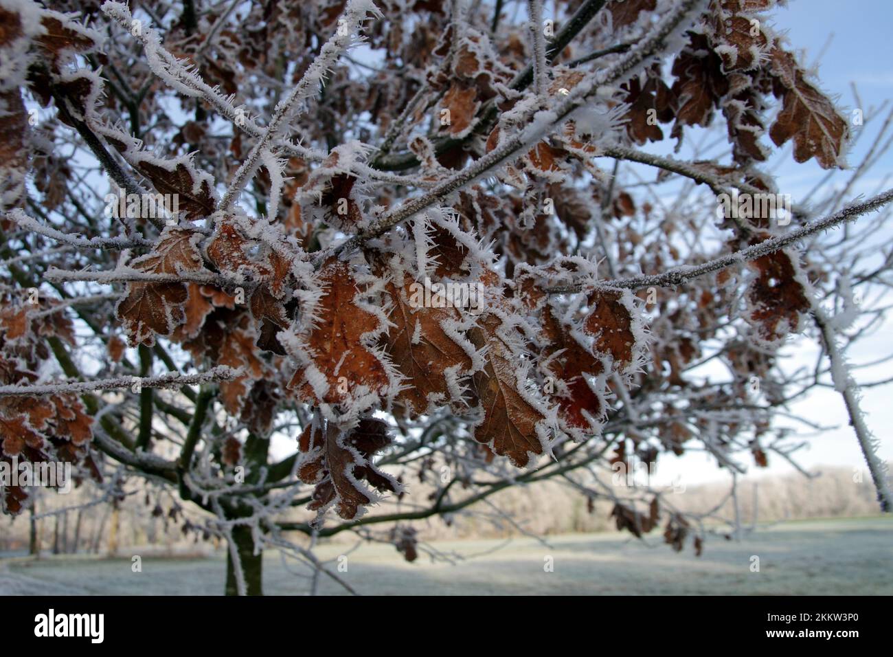 Landscape, oak trees (Quercus), tree, winter, autumn leaves of the oak ...