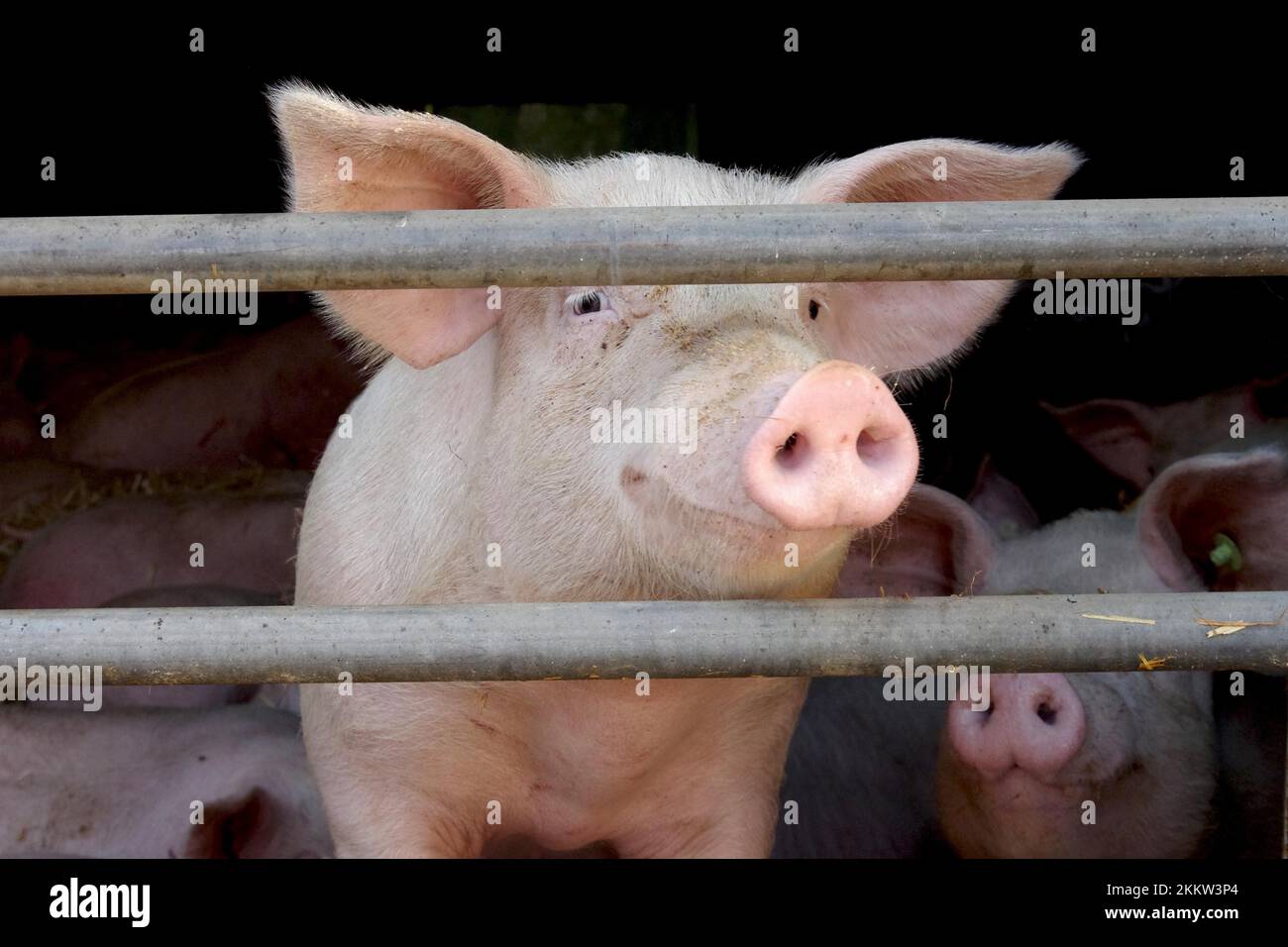 Close-up, domestic pig (Sus scrofa domesticus), pigsty, penned pigs looking through the bars ...