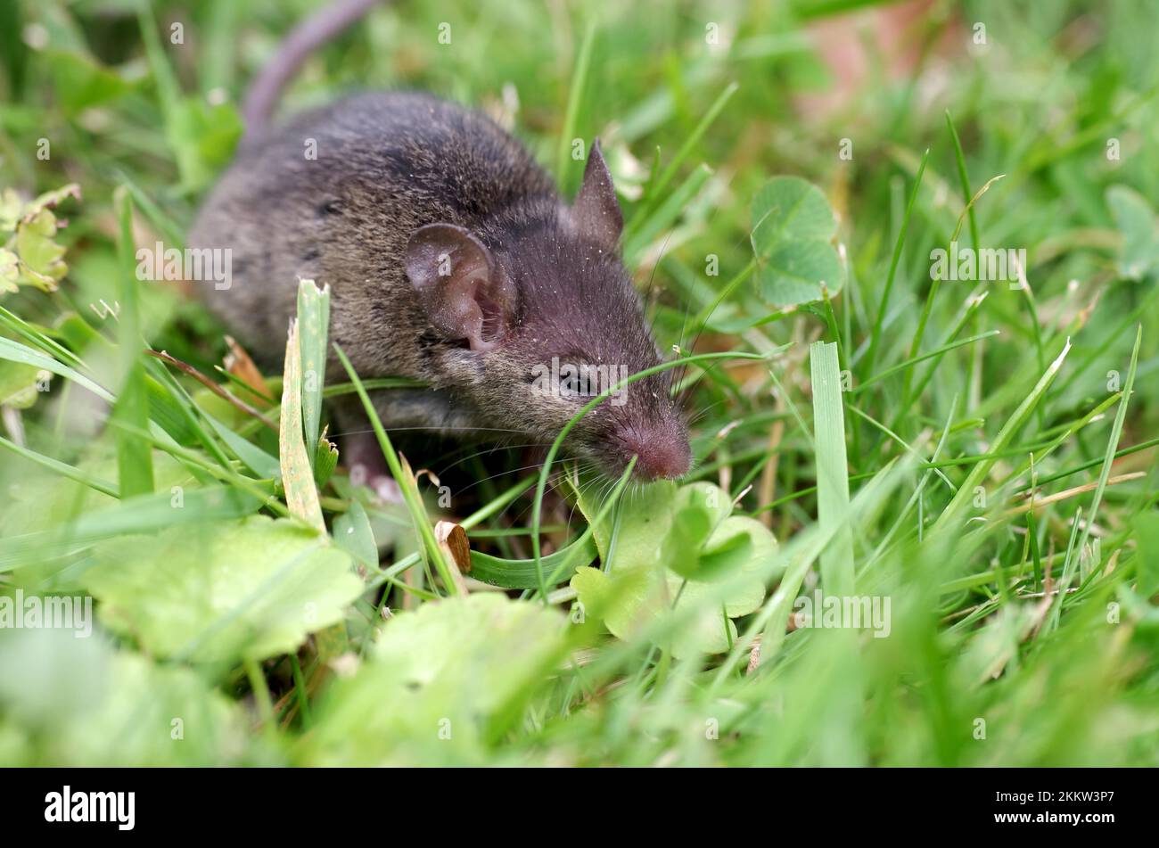 Lesser white-toothed shrew (Crocidura suaveolens), lawn, close-up of a ...