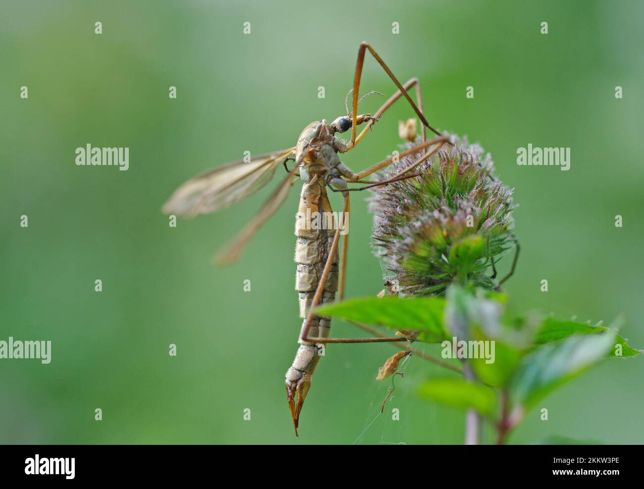 Close-up, crane fly (Tipulidae), a snake sits with its long legs ...