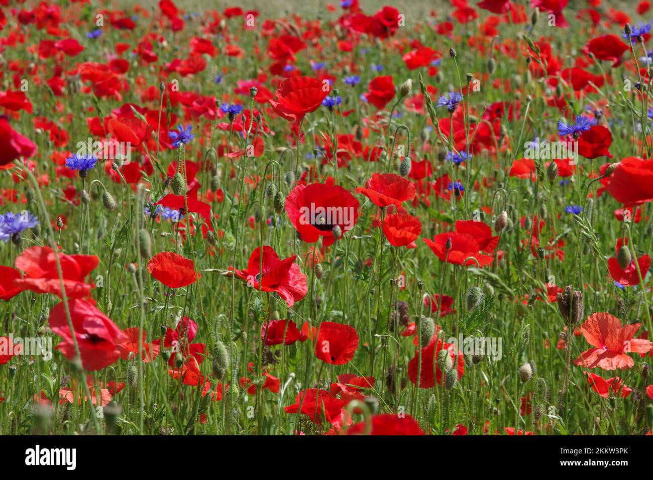 Landscape, poppy flowers (Papaver rhoeas), cornflower, flower meadow, a ...