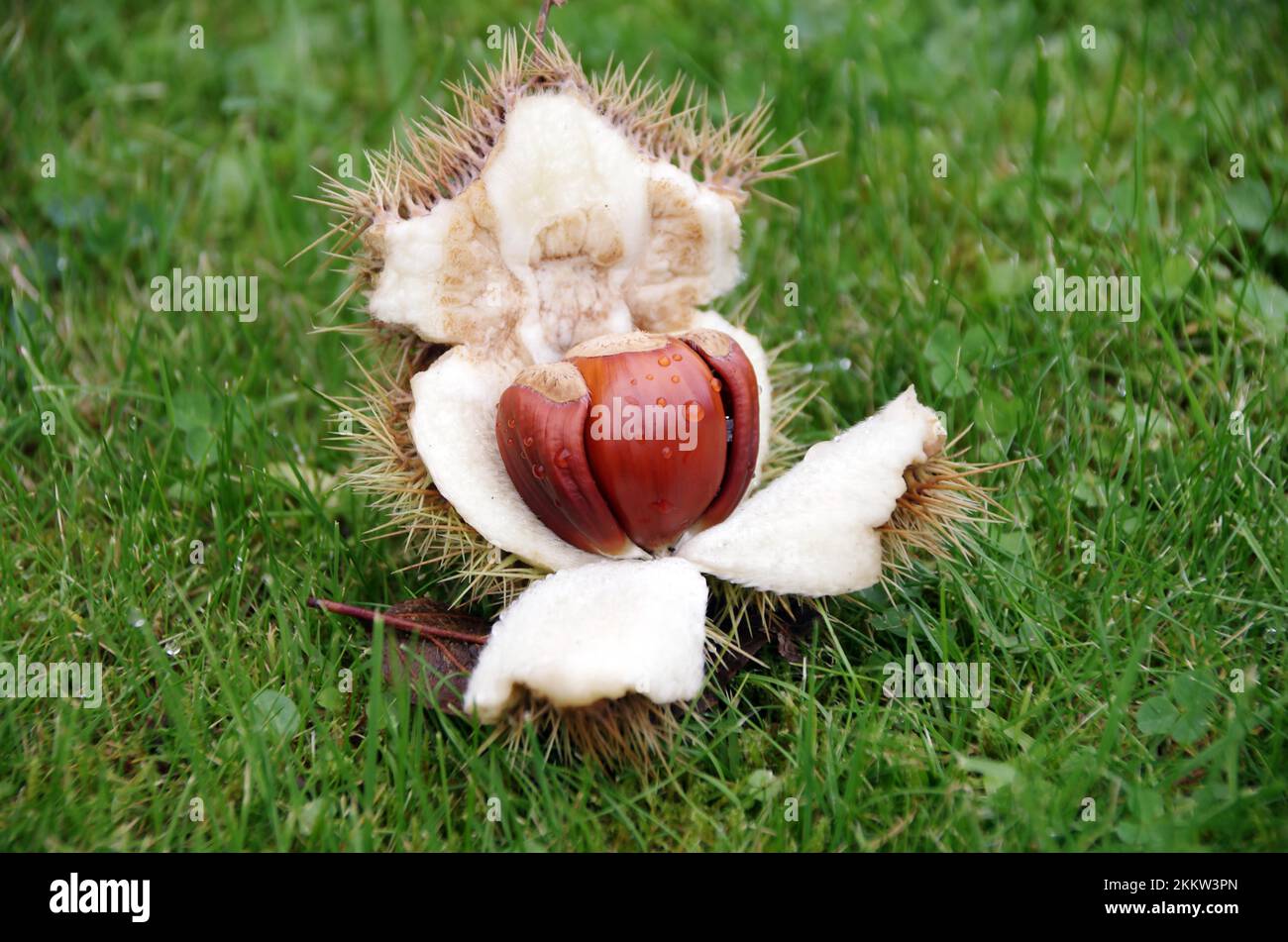Close-up, chestnut tree (Castanea), autumn, the nut fruit is still in ...