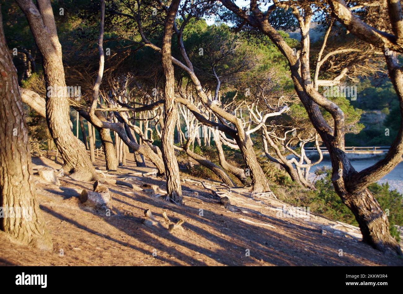 Landscape, pines (Pinus), forest, beach, Majorca, Spain, pine forest at ...