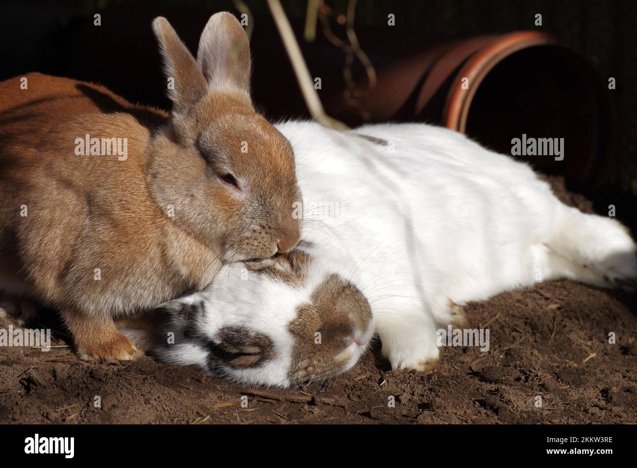 Domestic rabbit (Oryctolagus cuniculus forma domestica), two rabbits of ...