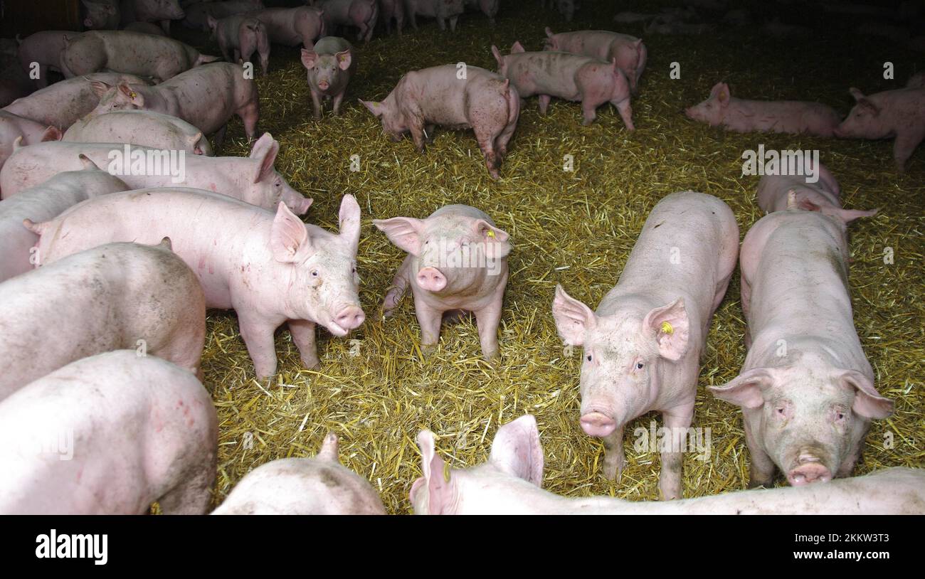 Domestic pigs (Sus scrofa domesticus), pigsty, several pigs in a stable ...