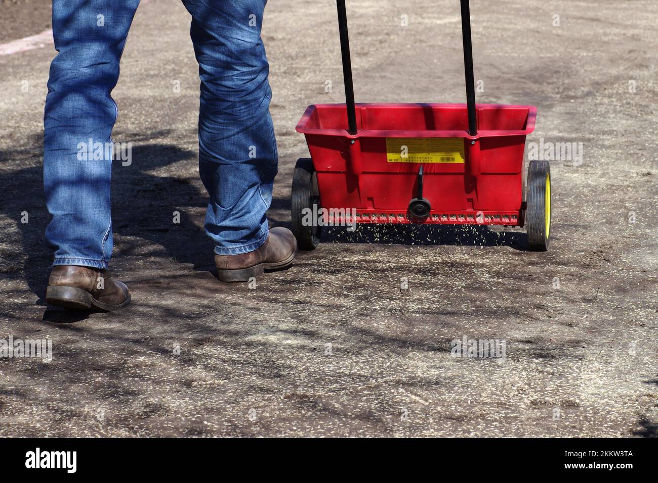 Sowing, lawn, gardening, lawn seed is spread on the prepared garden ...